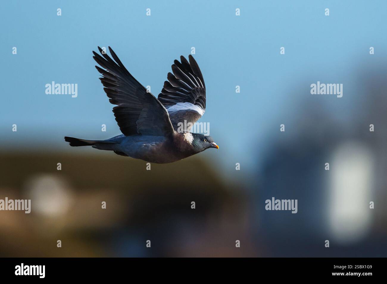 Common Wood Pigeon, Columba palumbus bird in flight Stock Photo - Alamy