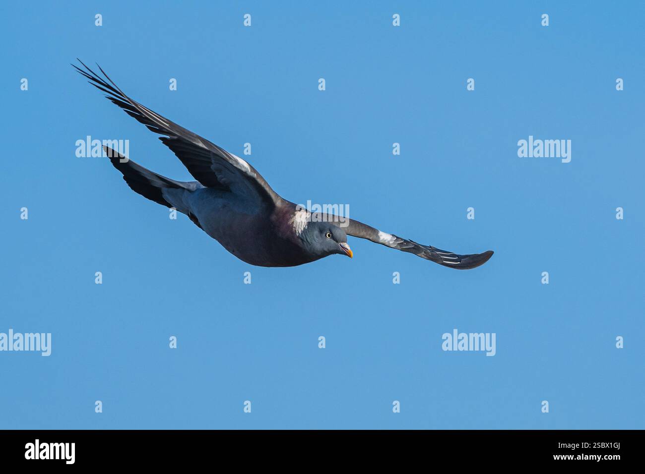 Common Wood Pigeon, Columba palumbus bird in flight Stock Photo - Alamy