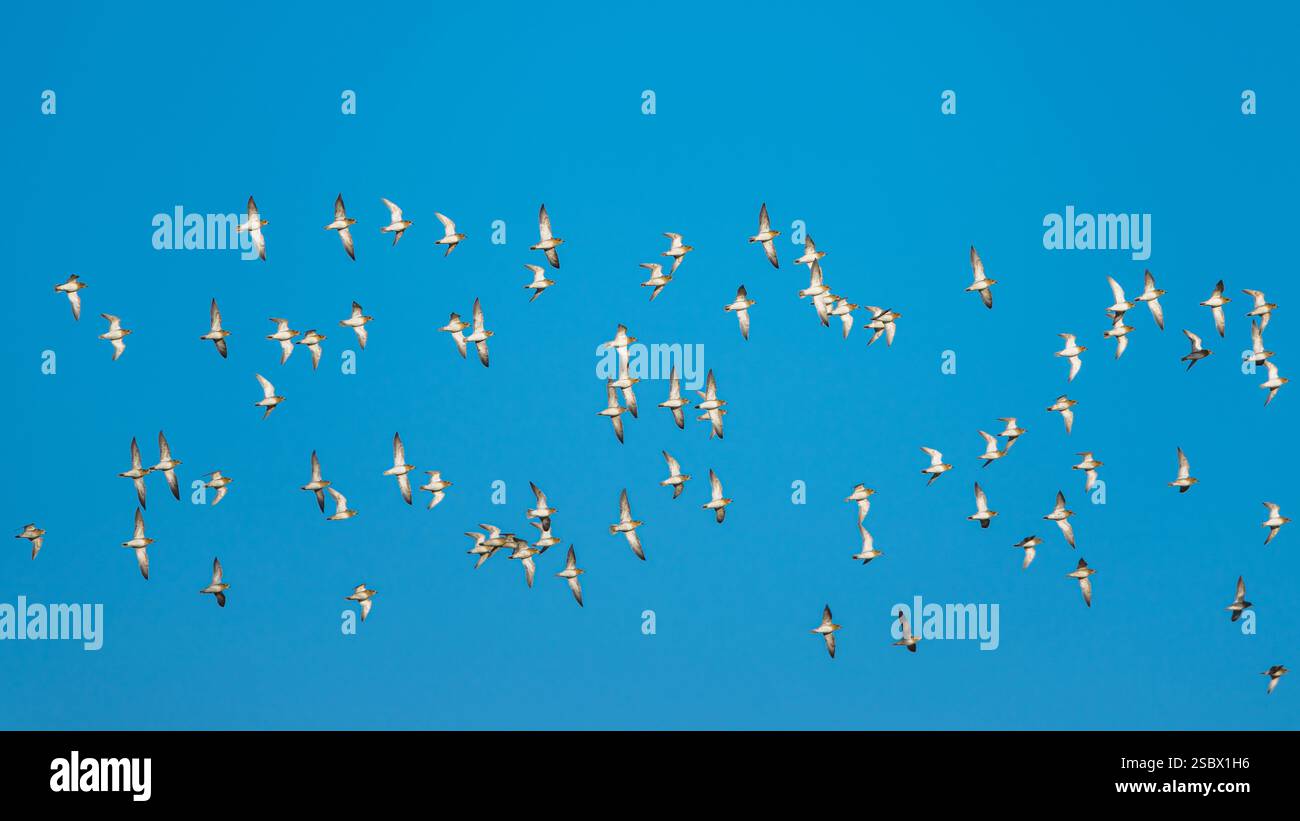 European Golden Plover, Pluvialis apricaria, flock of birds in flight ...