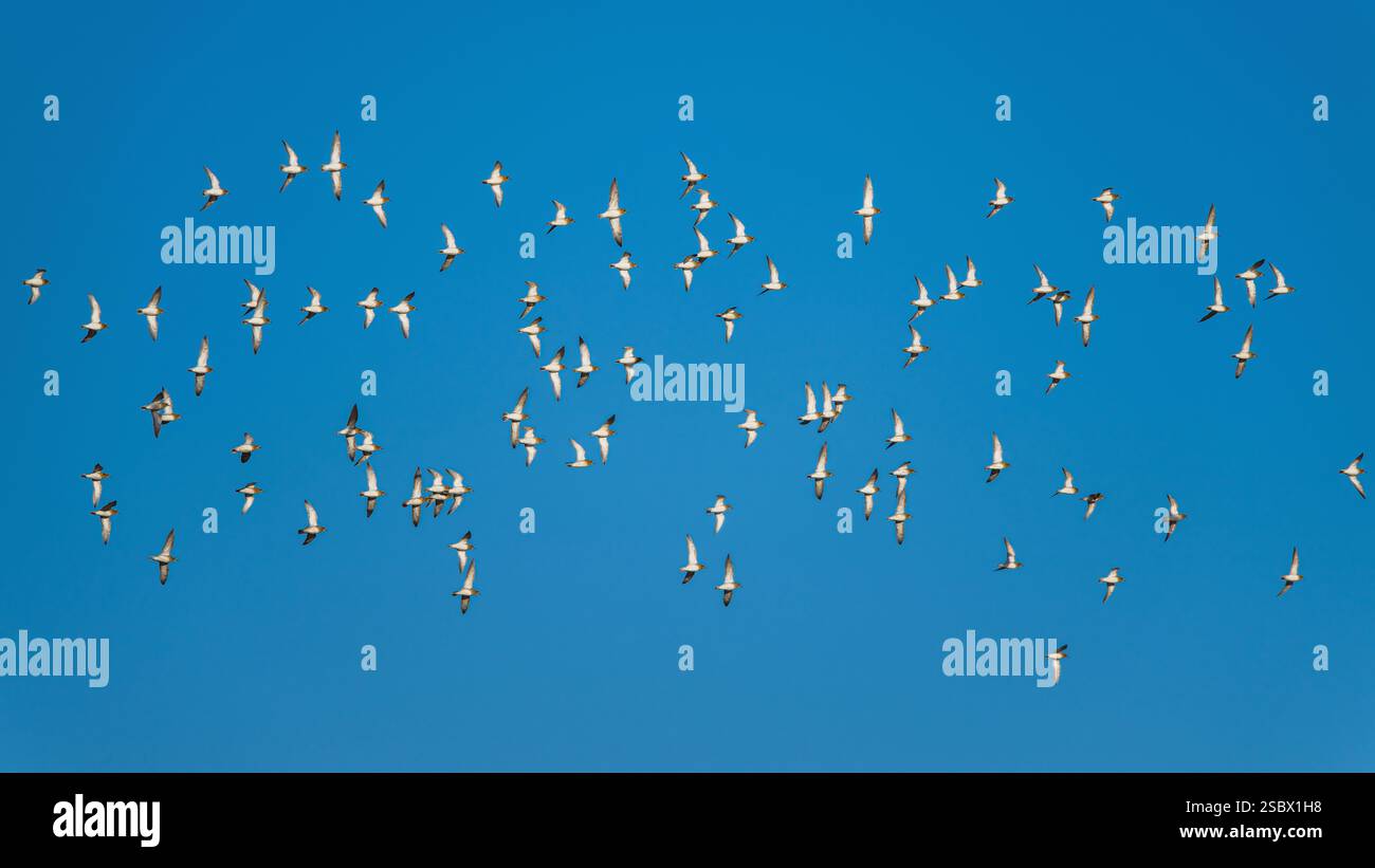 European Golden Plover, Pluvialis apricaria, flock of birds in flight ...