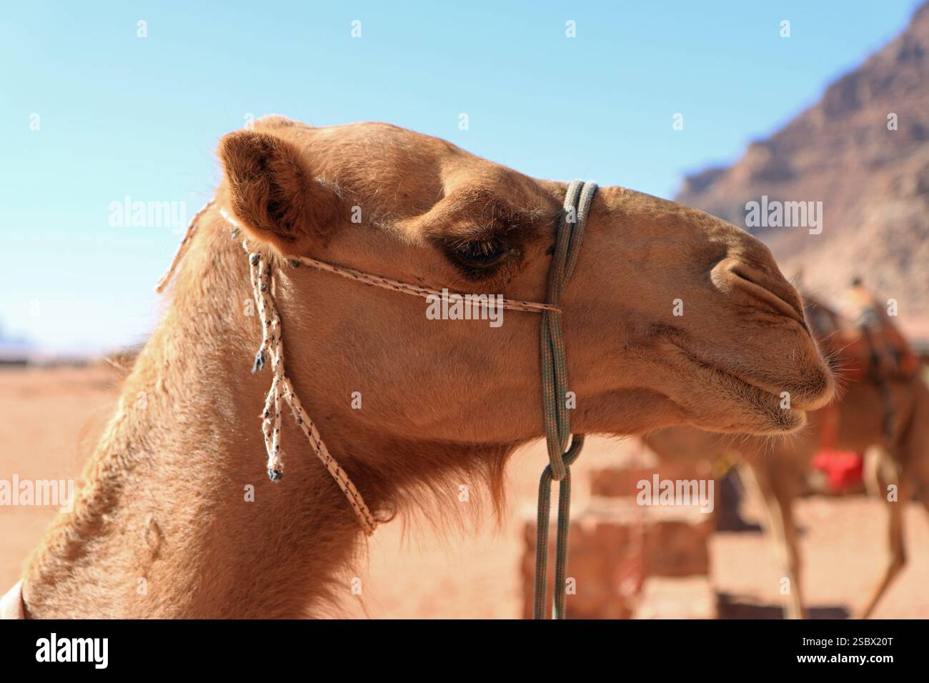 Th photo of camel captured in Jordan.He looks so cute and friendly. In ...