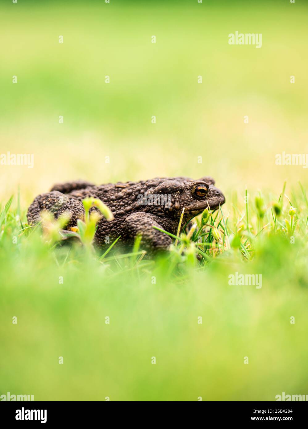 Toad in wet summer grass Stock Photo - Alamy
