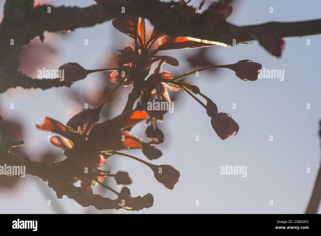 Fruit tree blossom on the spring Stock Photo - Alamy