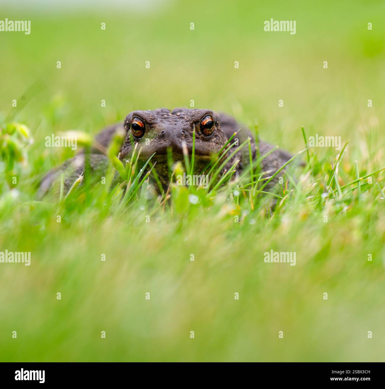 Toad in wet summer grass Stock Photo - Alamy