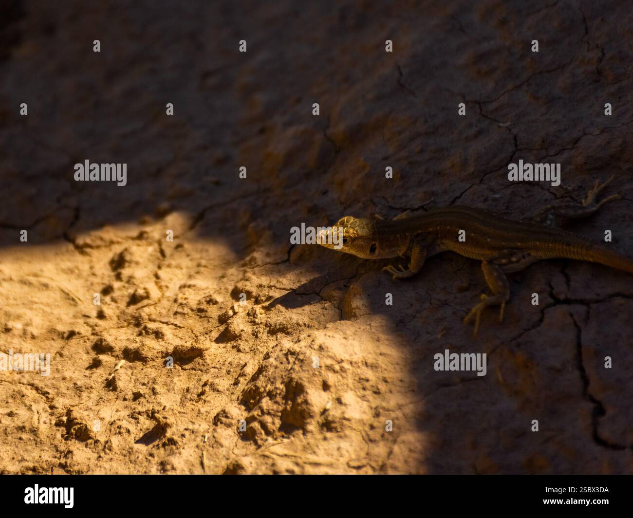 Toadhead agama lizard, or Phrynocephalus interscapularis, in the ...