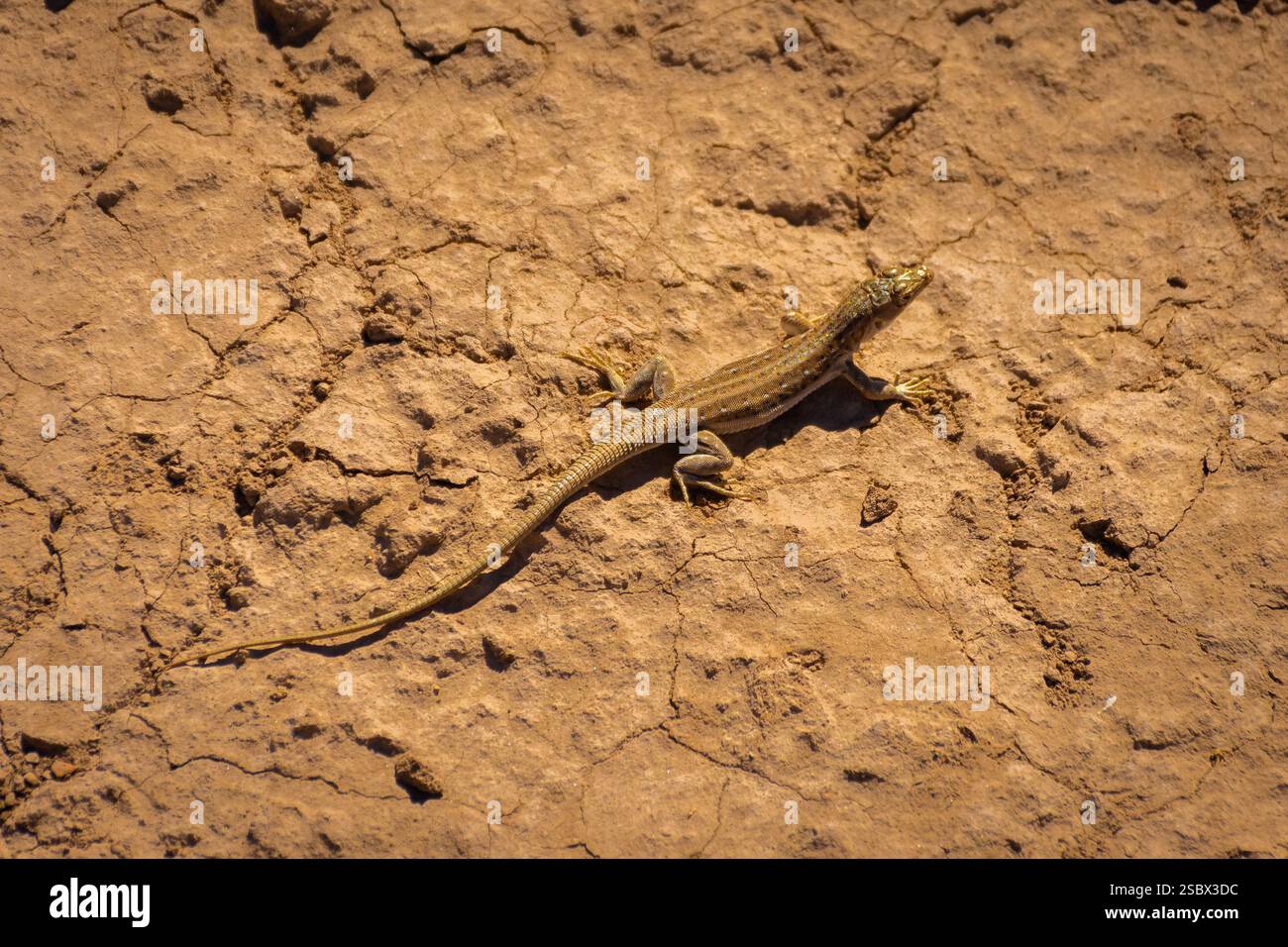 Toadhead agama lizard, or Phrynocephalus interscapularis, in the ...