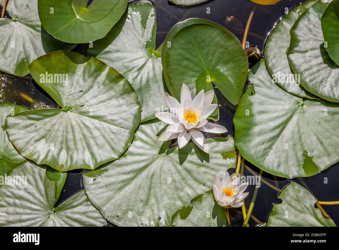 Water Lily, Bosherston Lily Ponds, Stackpole, Pembrokeshire, Wales, UK ...