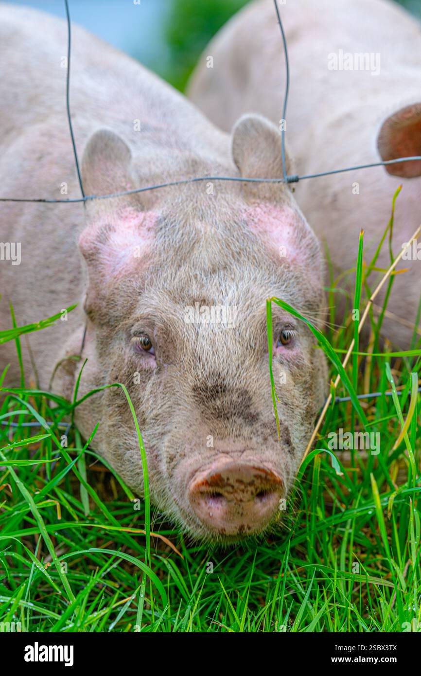 Pig pushing its head through the opening of a fence Stock Photo - Alamy
