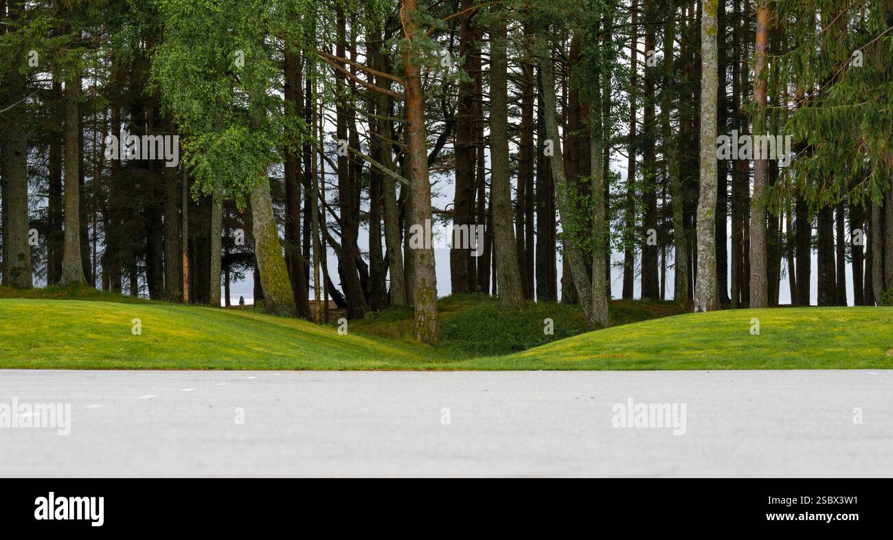 Tall planted trees by a parking lot Stock Photo - Alamy