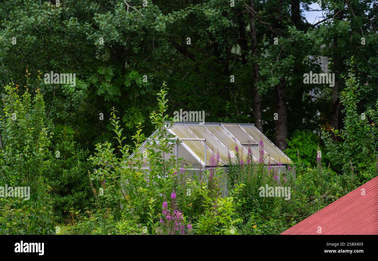 Small overgrown green house in a forest clearing Stock Photo - Alamy