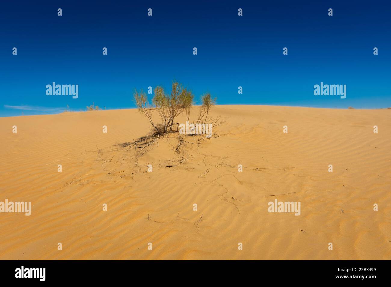 Landscape of the sand dunes of the Kyzylkum Desert, Uzbekistan Stock ...