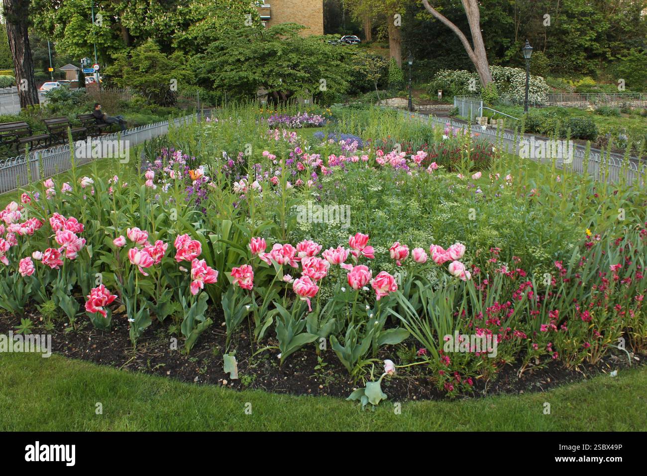 Pink Tulip Flower Bed Stock Photo - Alamy