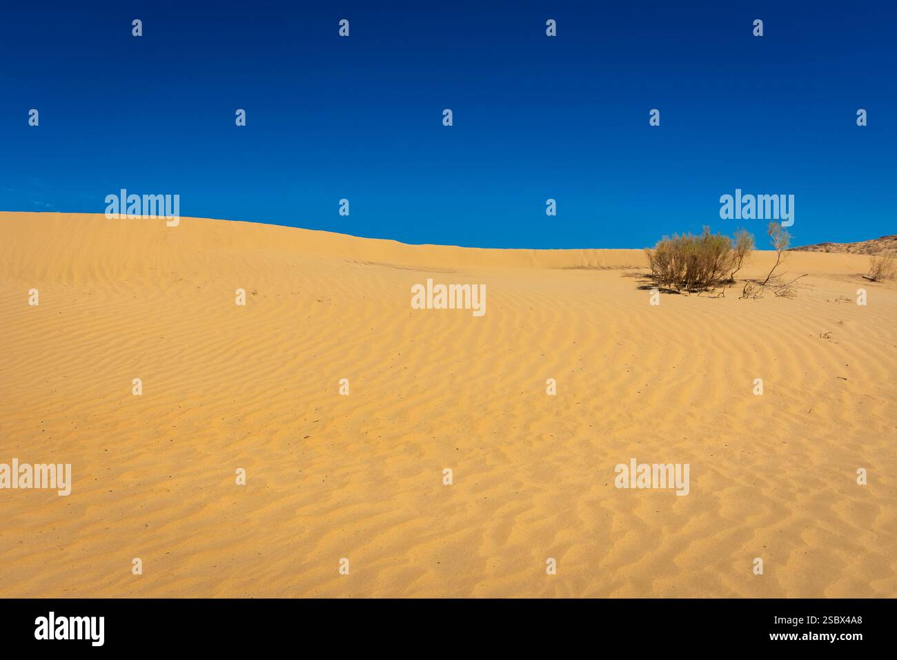 Landscape of the sand dunes of the Kyzylkum Desert, Uzbekistan Stock ...