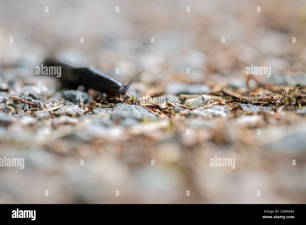 Black slug slowly moving on a gravel road Stock Photo - Alamy