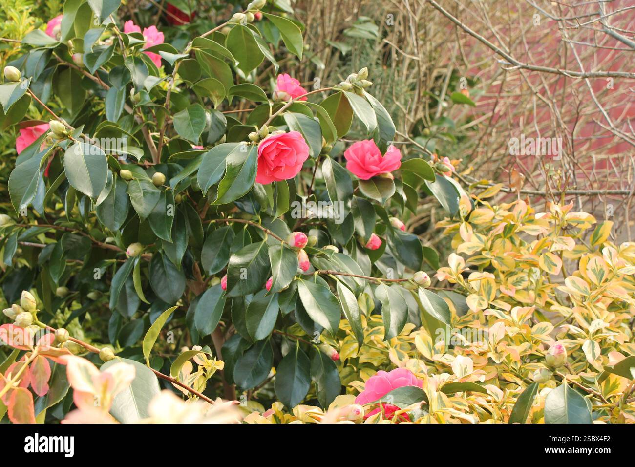 Jawa 250, type 353, Restored old motorcycle from 1960s at motorcycle ...