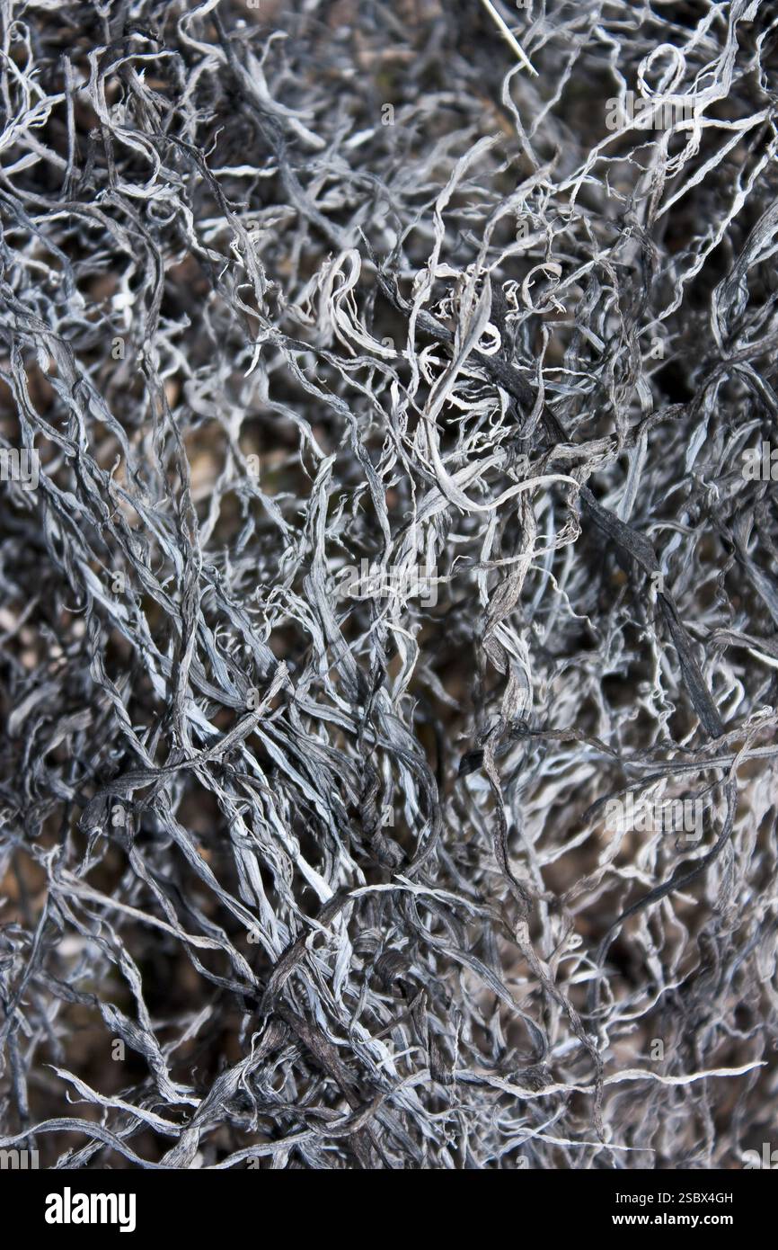 Hot ash hi-res stock photography and images - Alamy