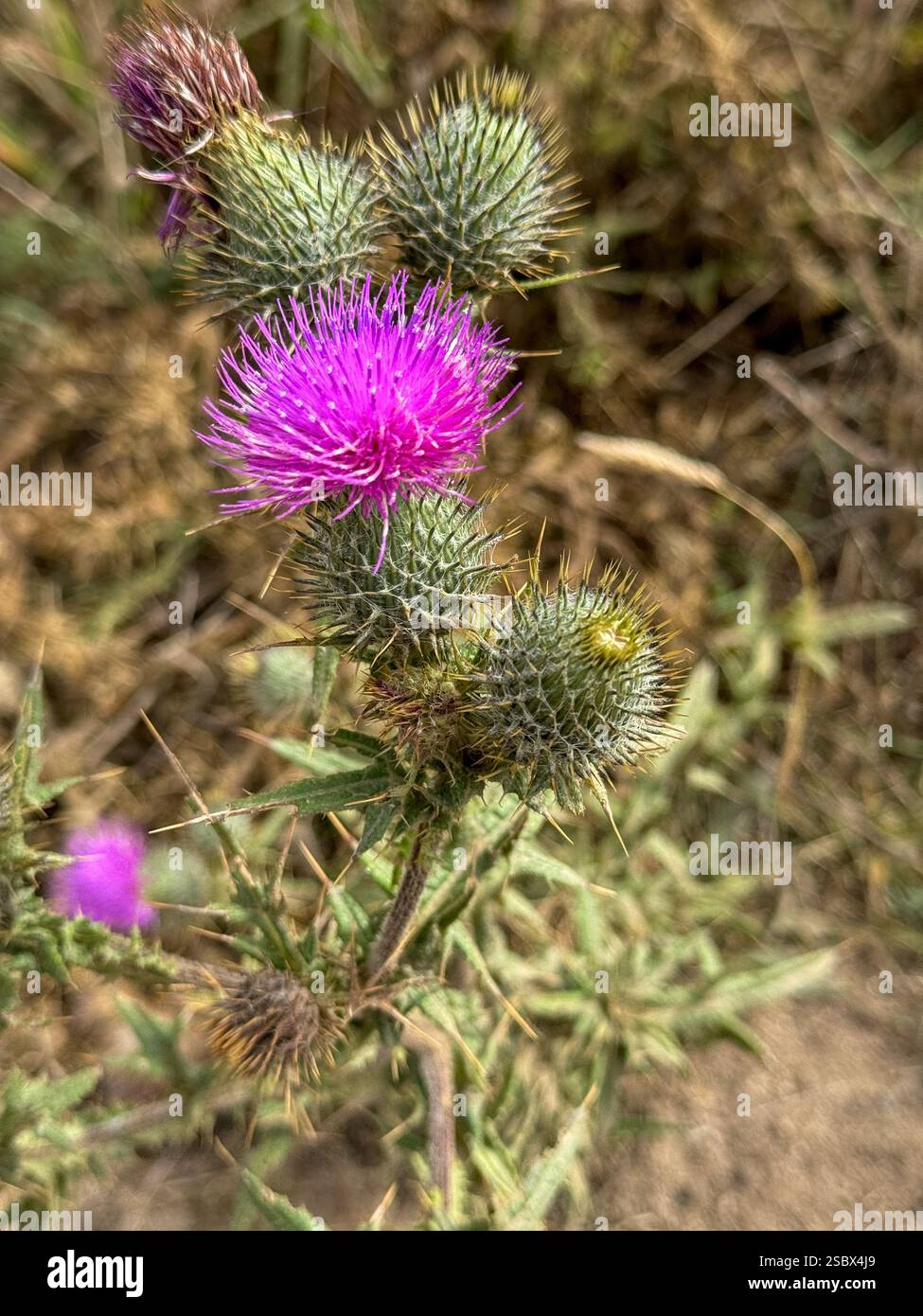 Wild thistle along the Pacific Coast in California Stock Photo - Alamy