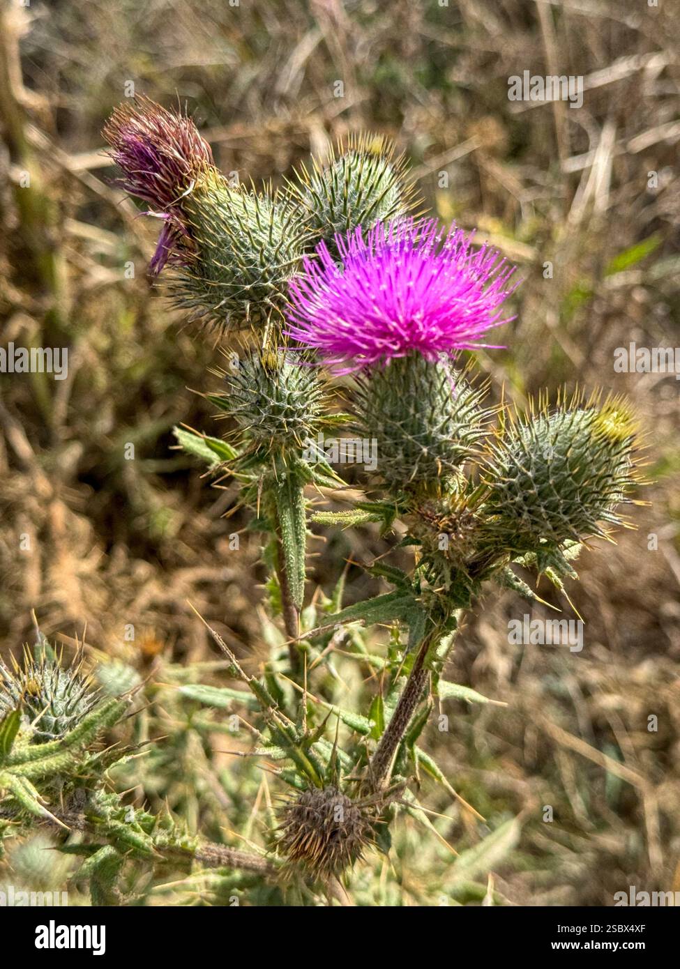 Wild thistle along the Pacific Coast in California Stock Photo - Alamy