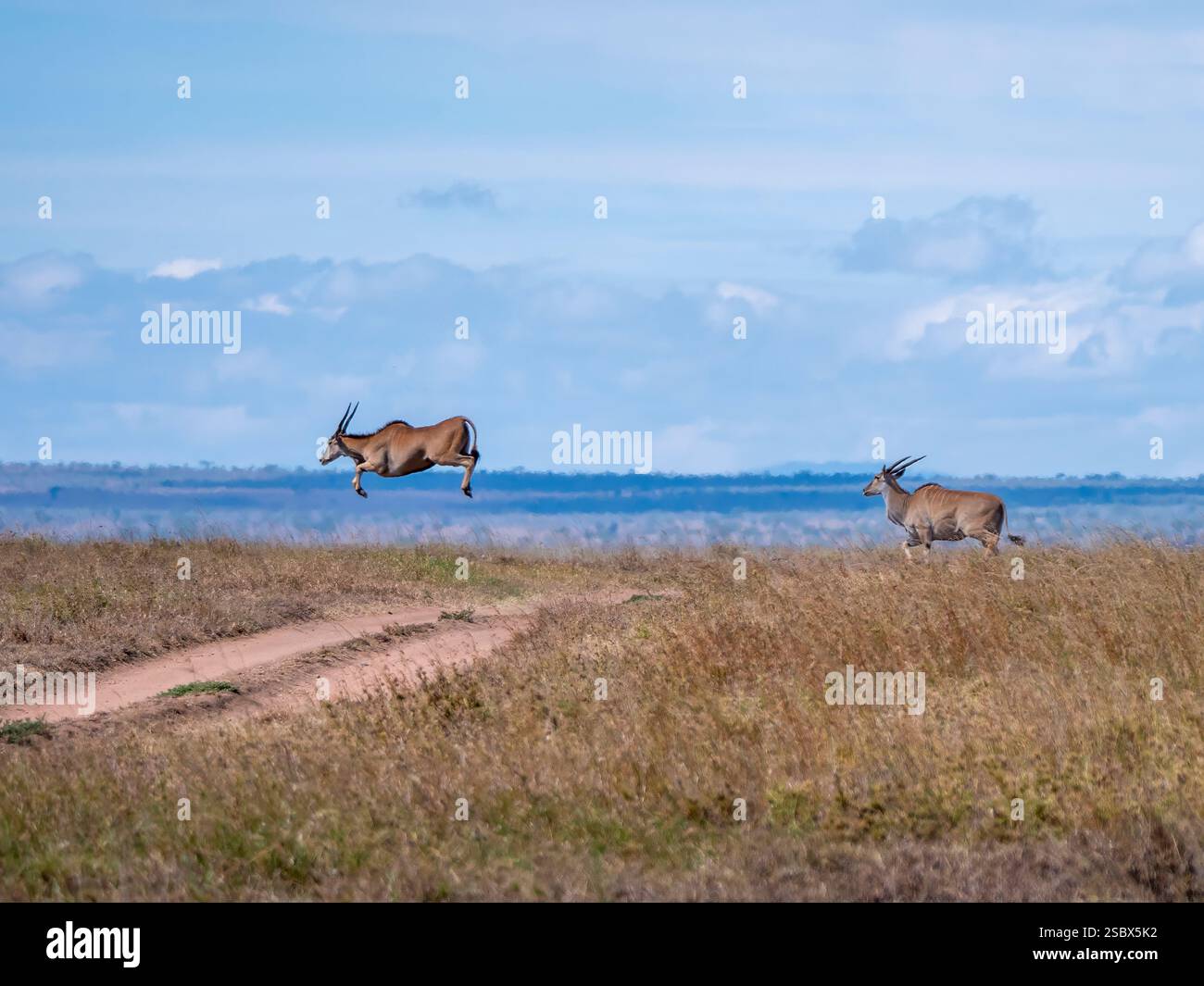 An eland (Tragelaphus oryx) flies across a path in the Serengeti ...