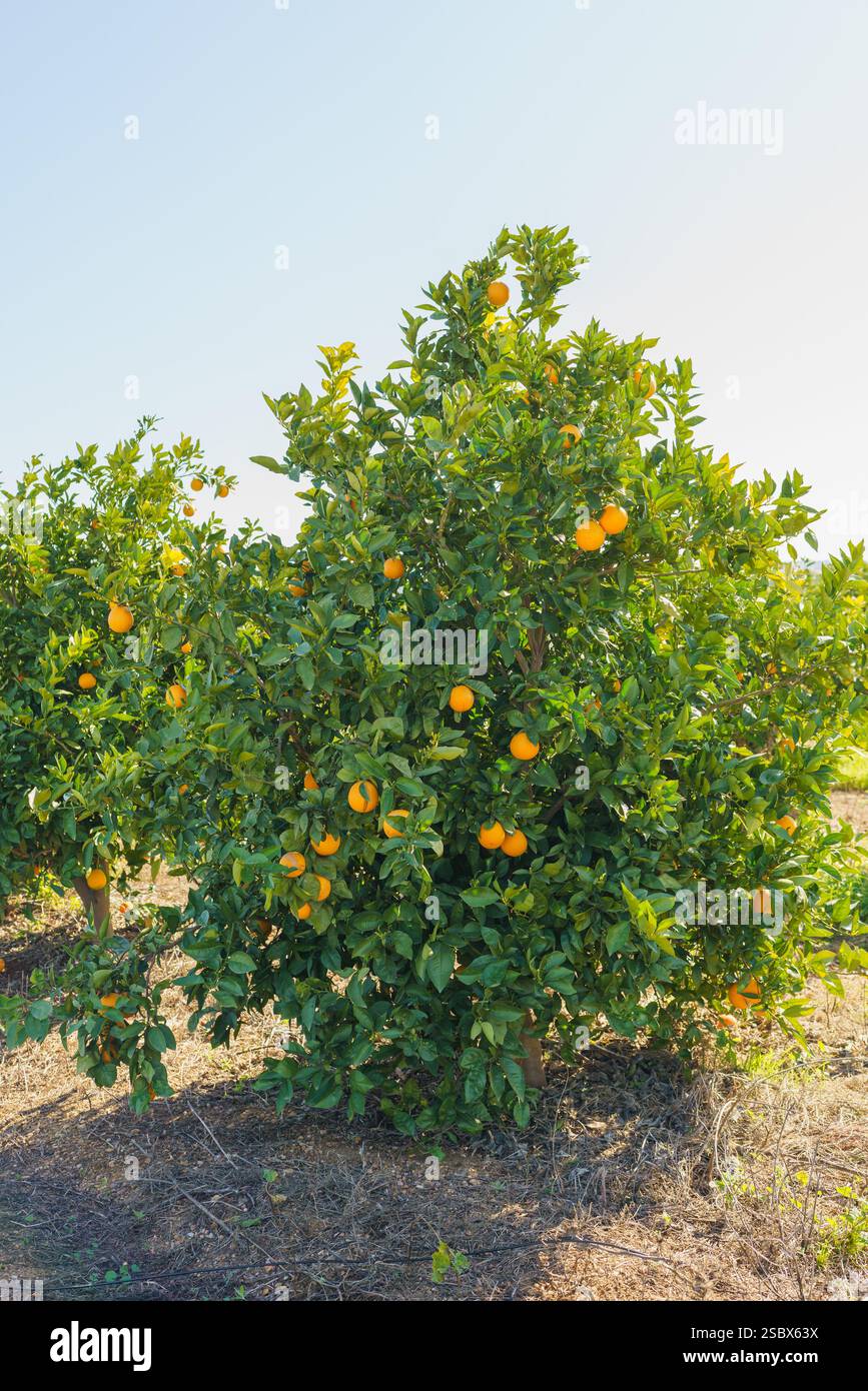 Lush orange tree with bright fruits growing in a sunlit field Stock ...