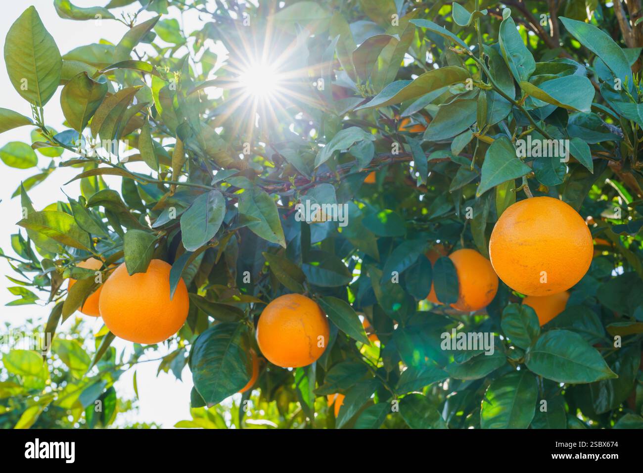 Bright oranges ripening on a tree with a beautiful sunburst effect ...