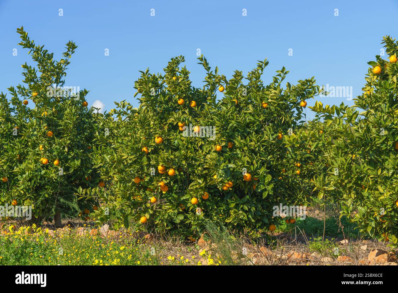 Lush citrus grove with vibrant orange trees under the warm sunlight ...