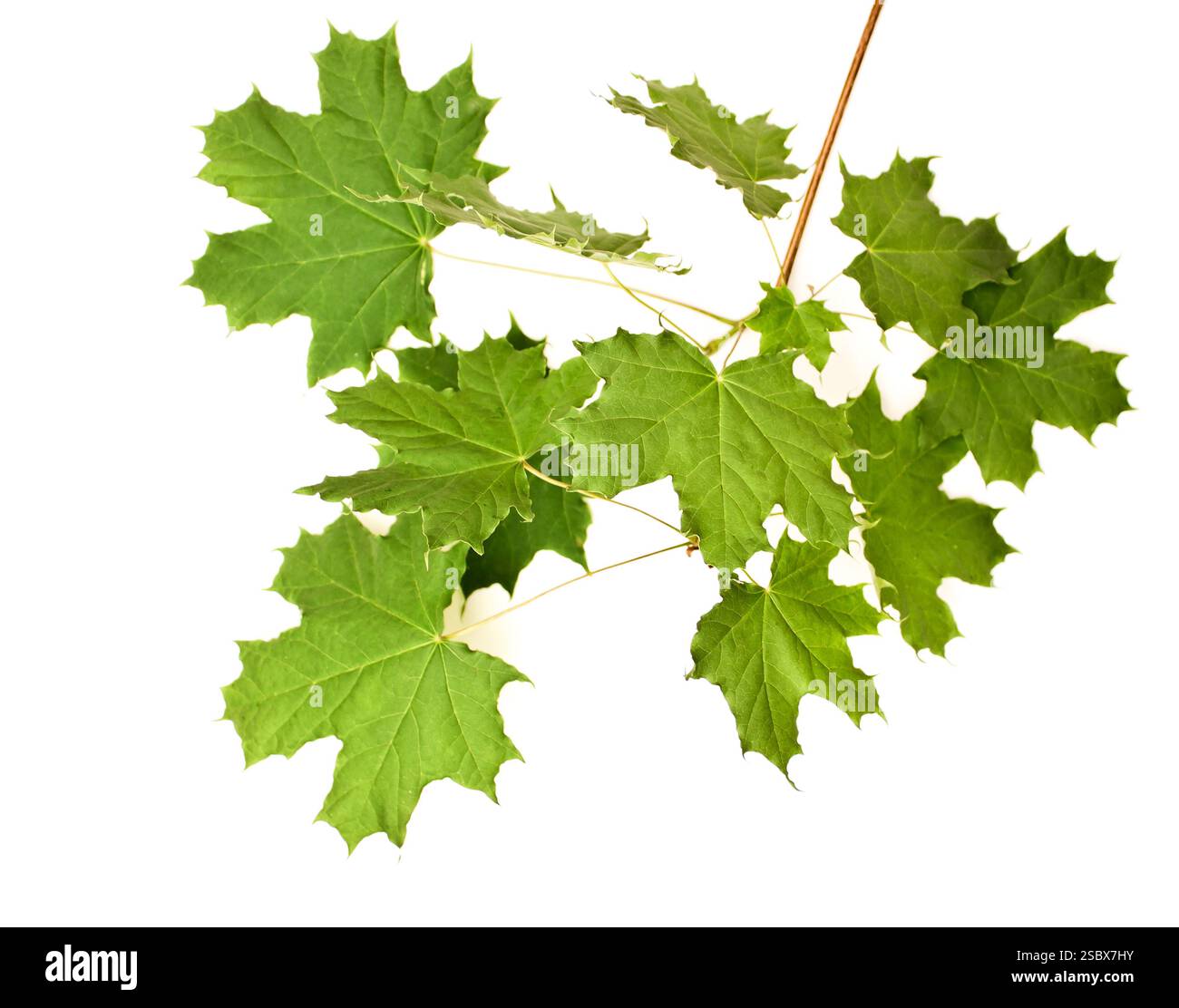 Green leaves line Cut Out Stock Images & Pictures - Alamy