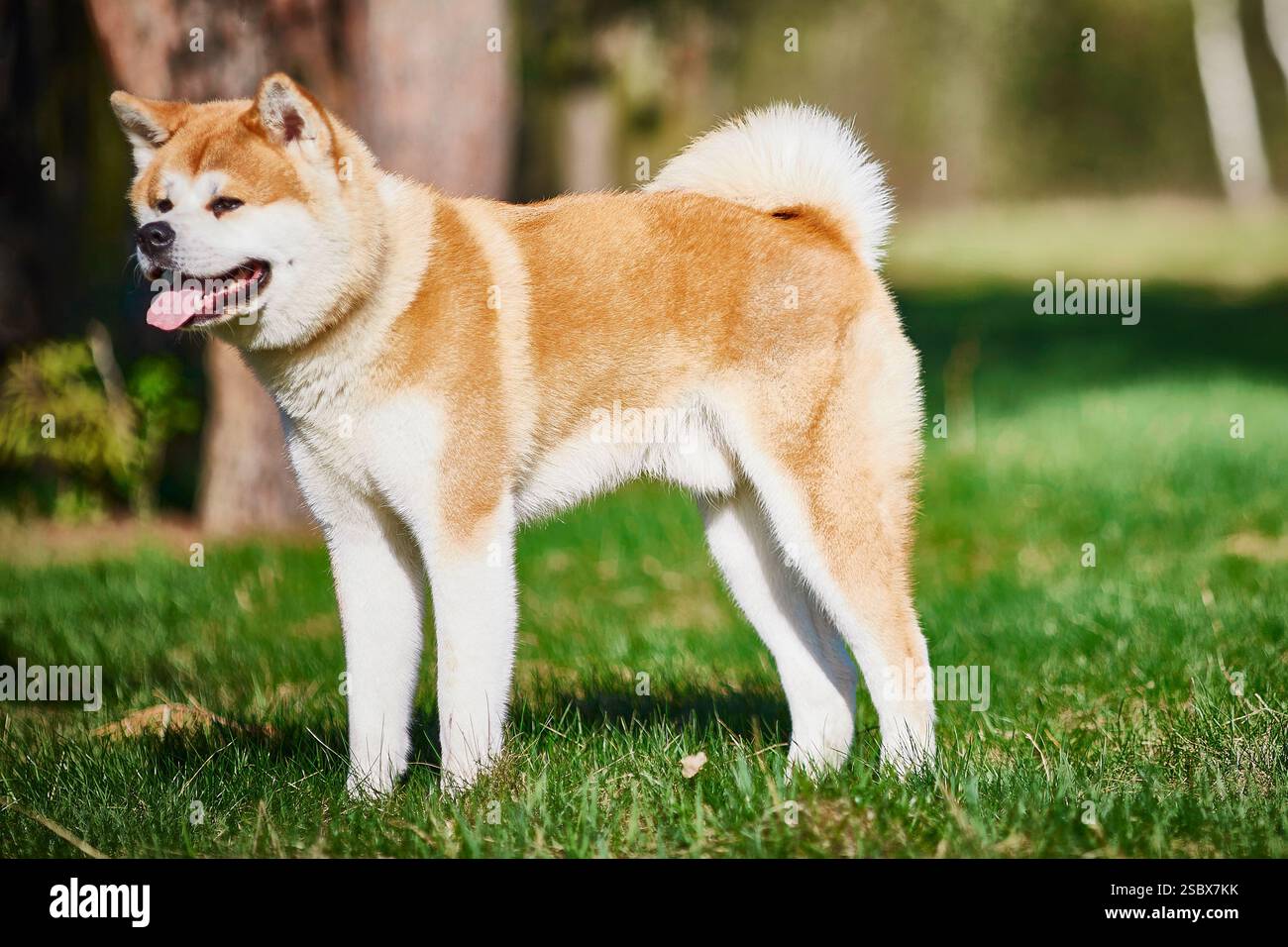 Bright red-haired beautiful purebred dog Akita Inu for a walk in the ...