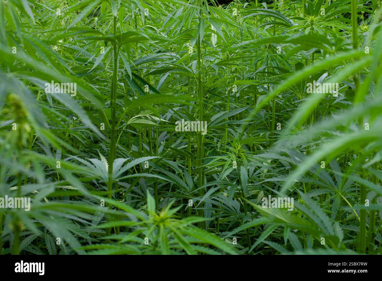 Lush green cannabis plants hi-res stock photography and images - Alamy