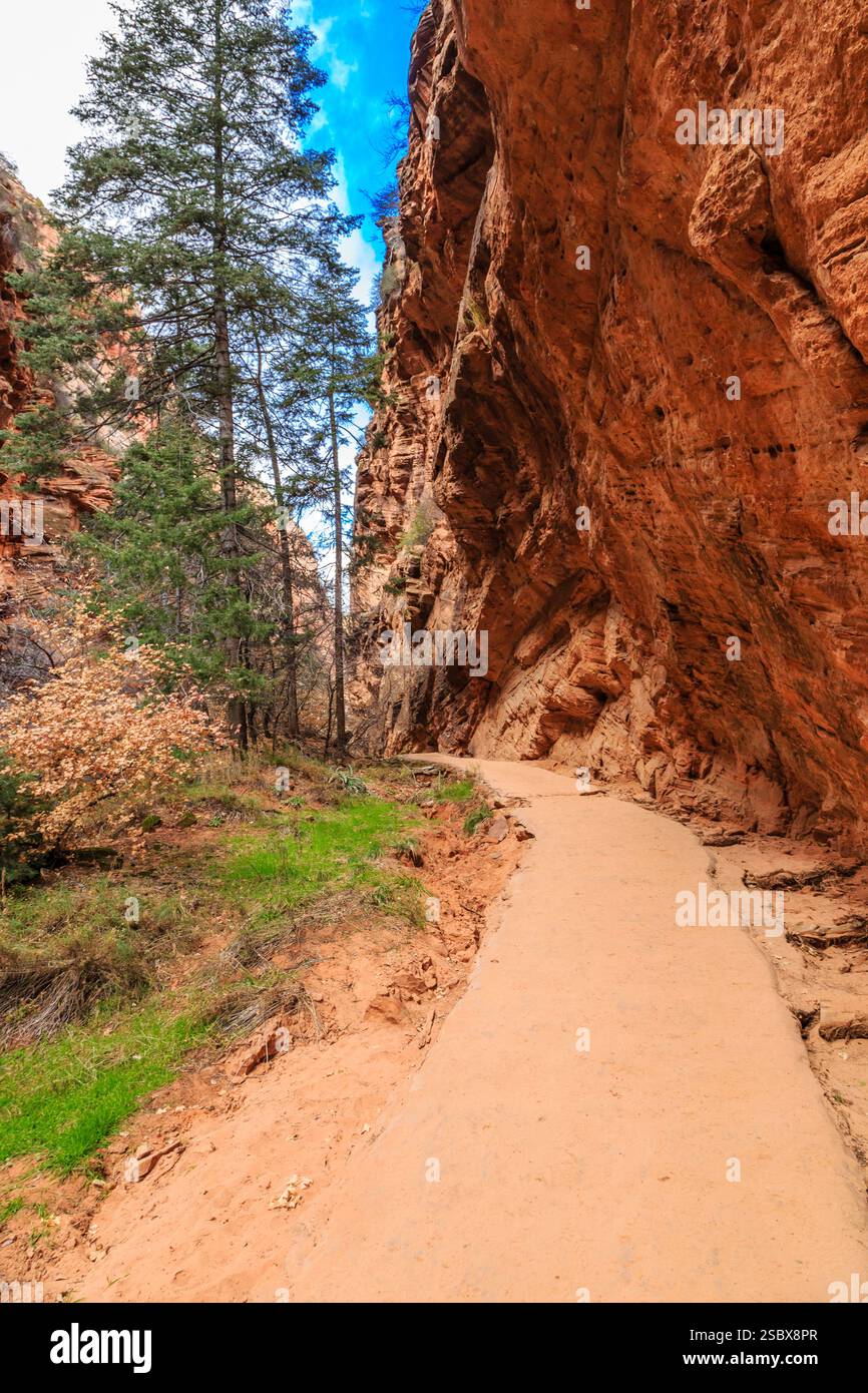 Dirt path in a canyon with a tree on the left side. The path is narrow ...