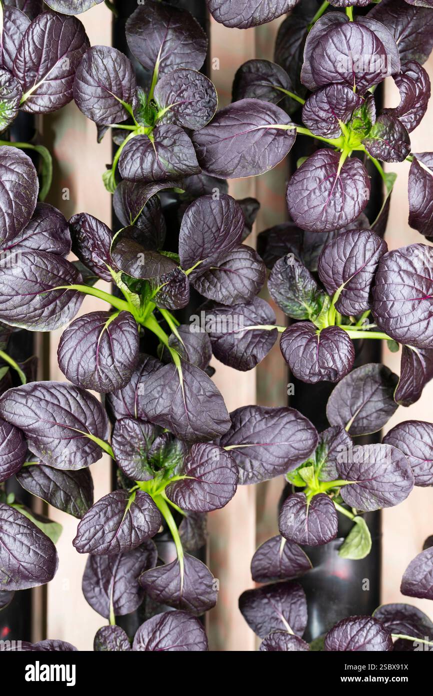 Close-up of vibrant purple bok choy plants growing vertically ...