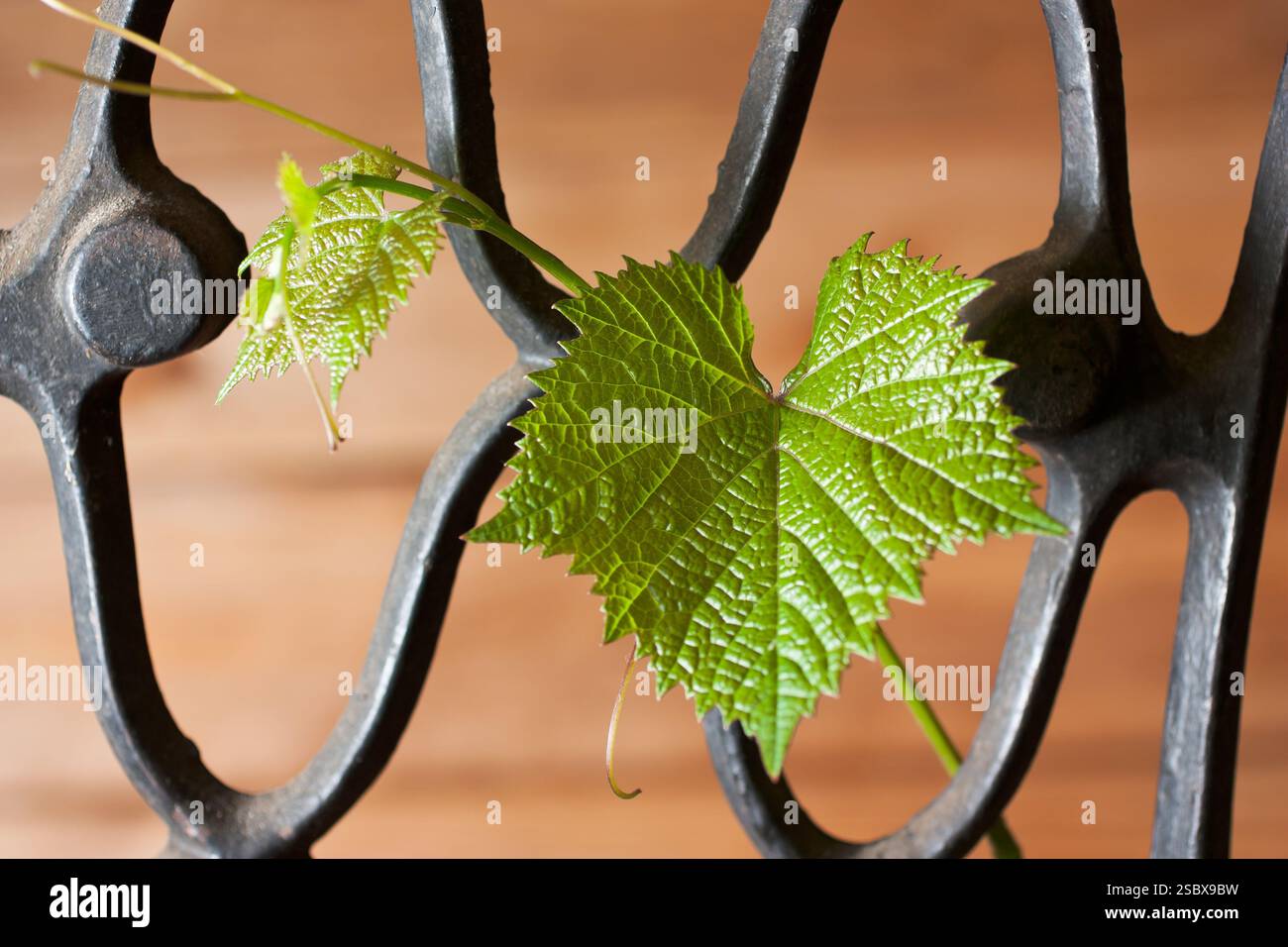 wrought-iron fence with a vine Stock Photo - Alamy