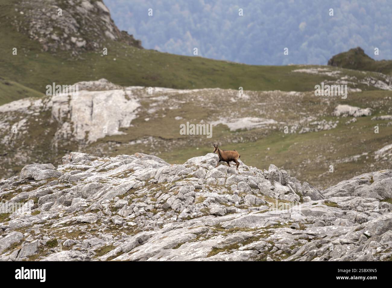 Pyrenean chamois on the top of the mountain. Chamois in national park ...