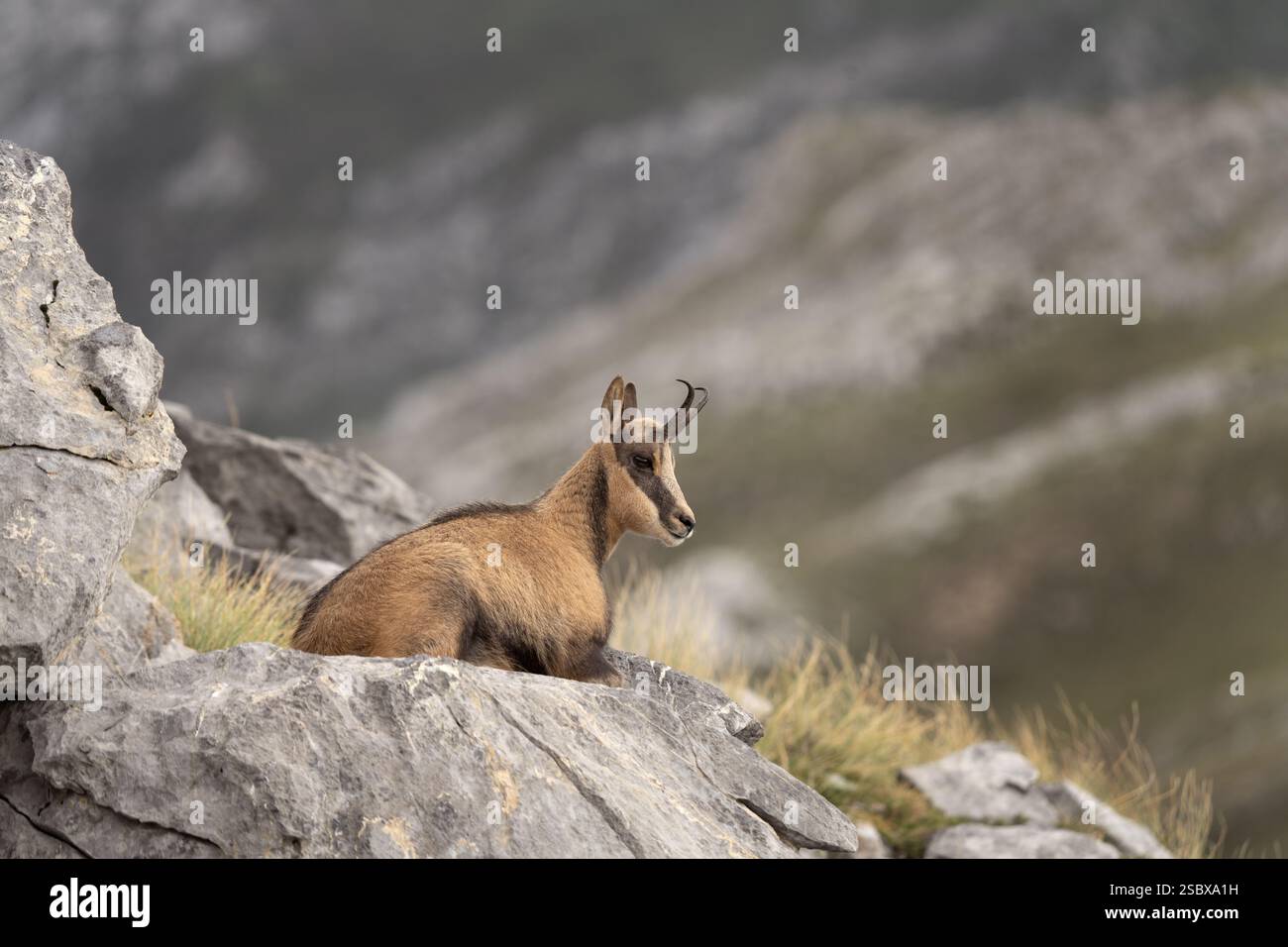 Pyrenean chamois on the top of the mountain. Chamois in national park ...