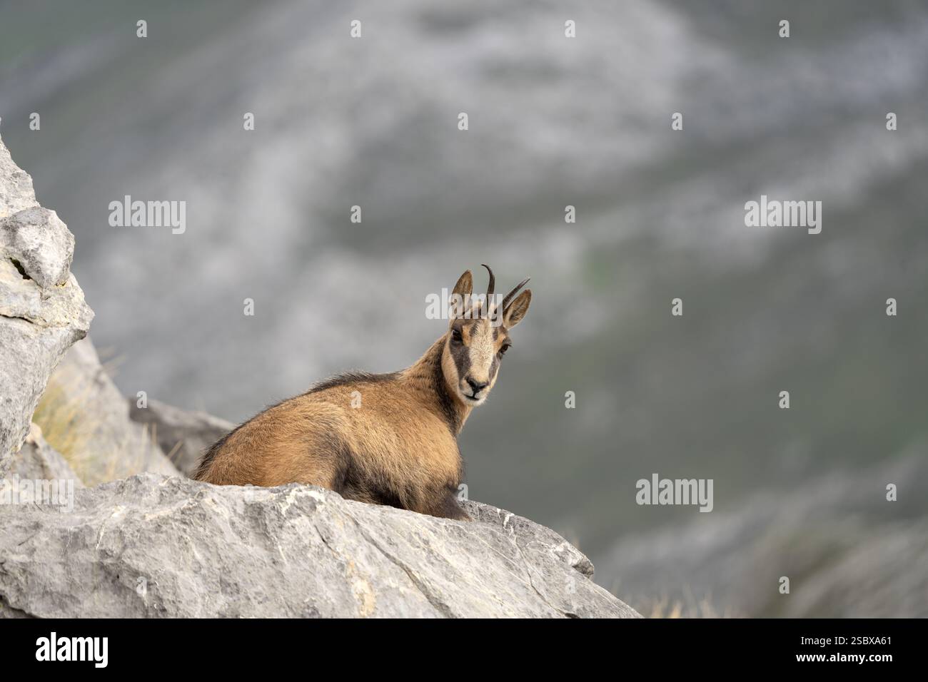 Pyrenean chamois on the top of the mountain. Chamois in national park ...