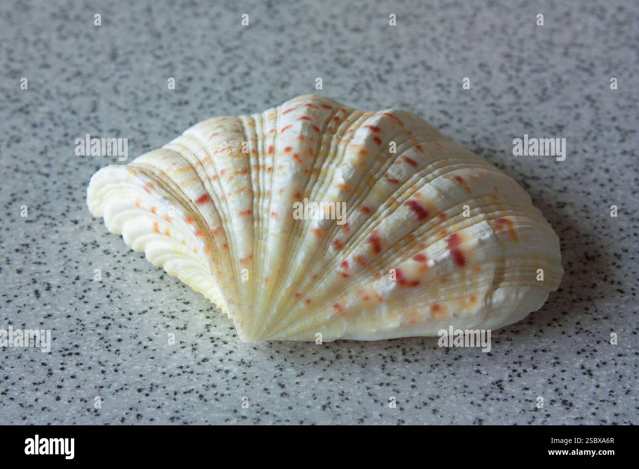 Marine shell from tropical seas Stock Photo - Alamy