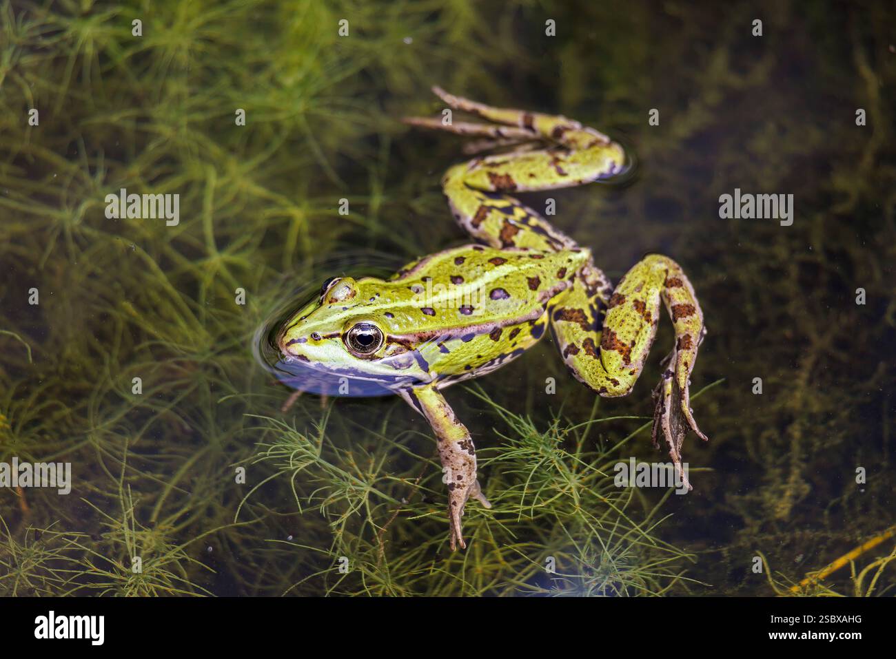 Marsh frog (Pelophylax ridibundus, formerly Rana ridibundus) in an oak ...