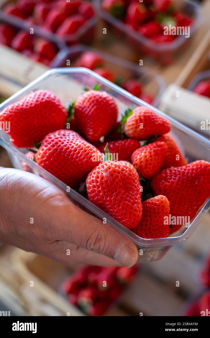 hand with box of french sweet organic red ripe strawberries Fraises ...