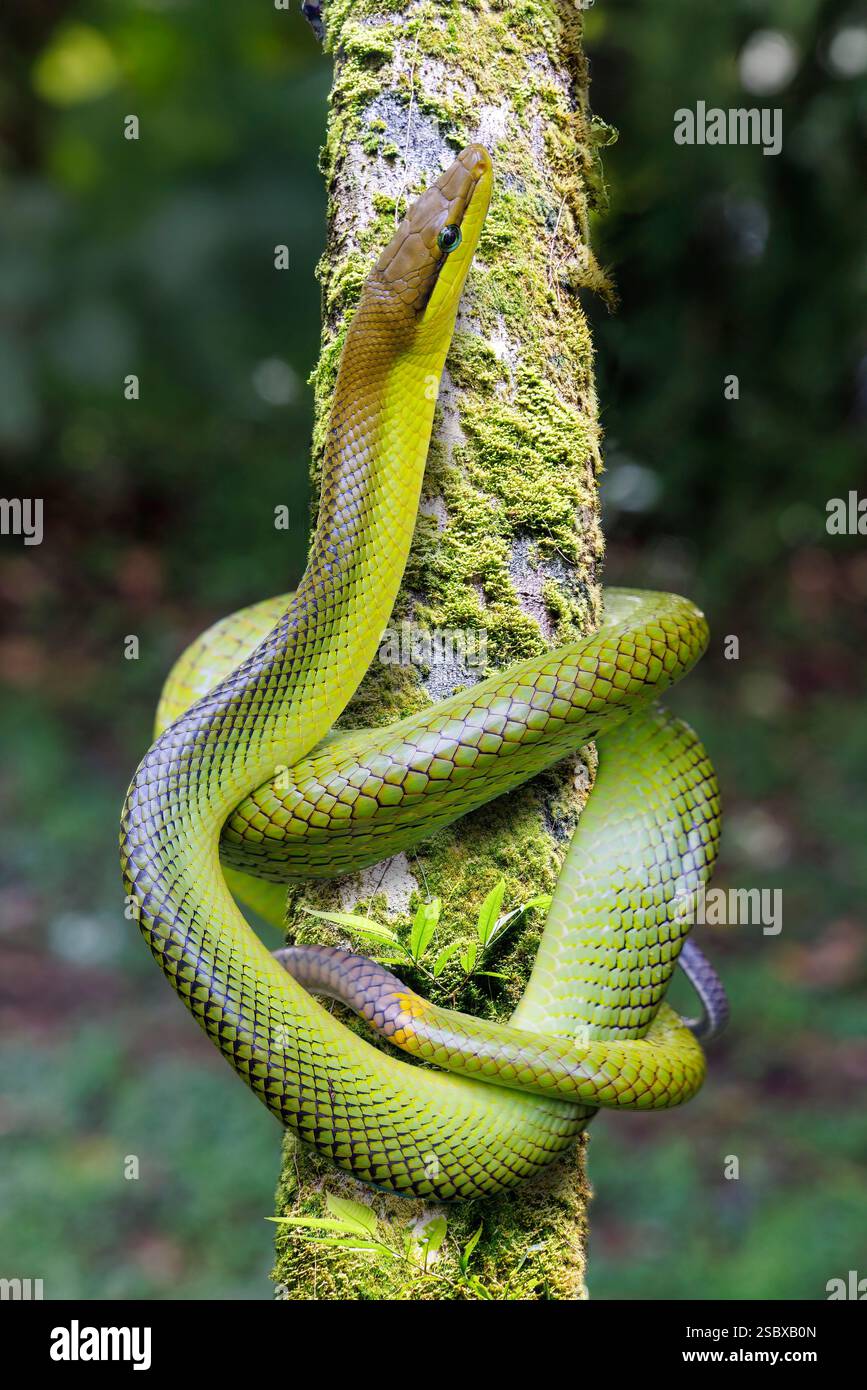 Green rat snake, Mulu, Sarawak, Malaysia Stock Photo - Alamy