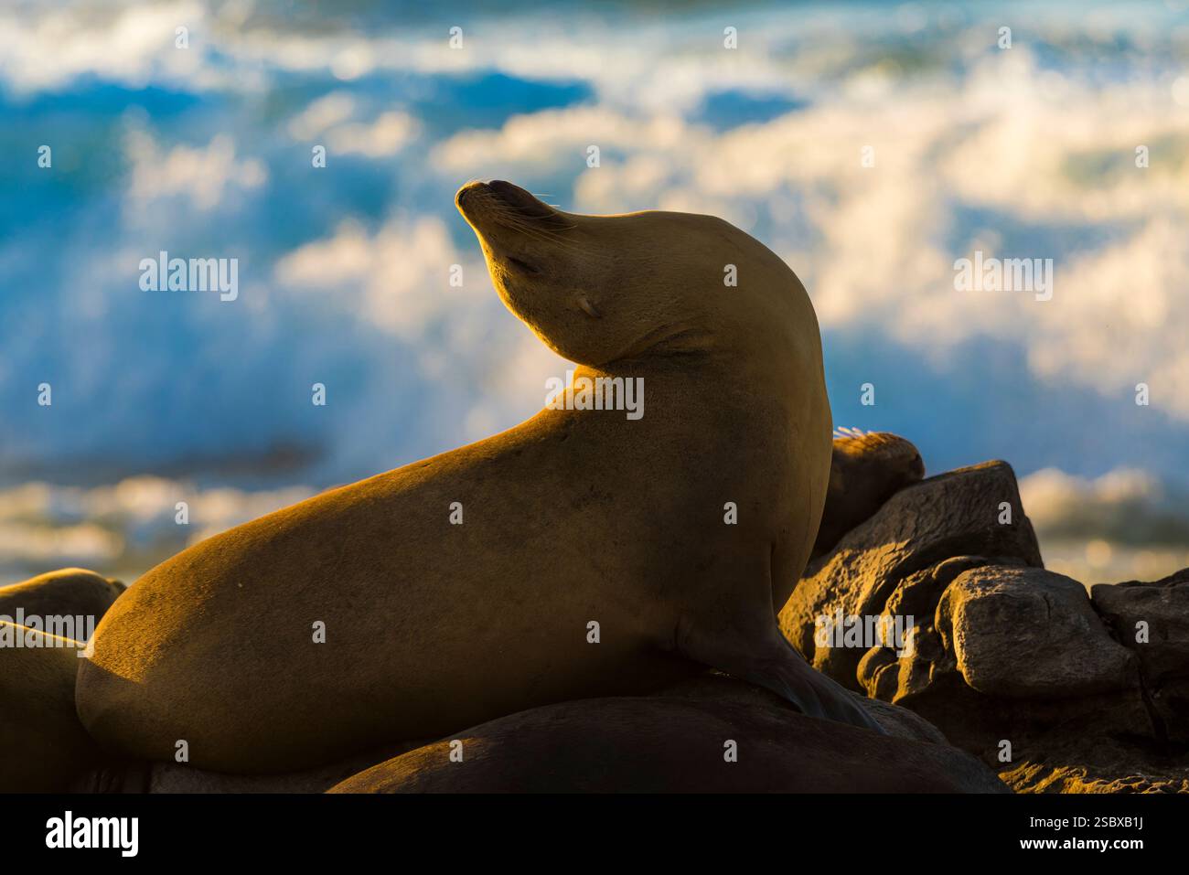 Sea Lion Relaxing on Coastal Rocks During Sunset Near Ocean Waves Stock ...