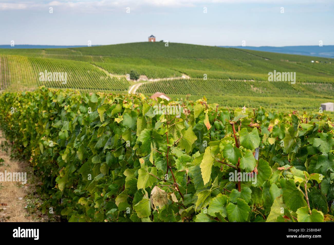 Landscape with grand cru vineyards near Cramant and Avize, region ...