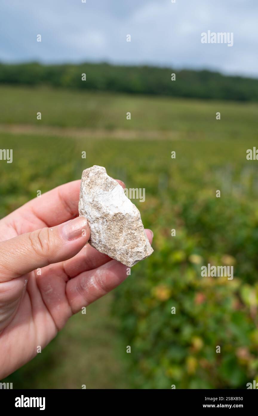Hand with sample of white chalk stones soil of grand cru champagne wine ...
