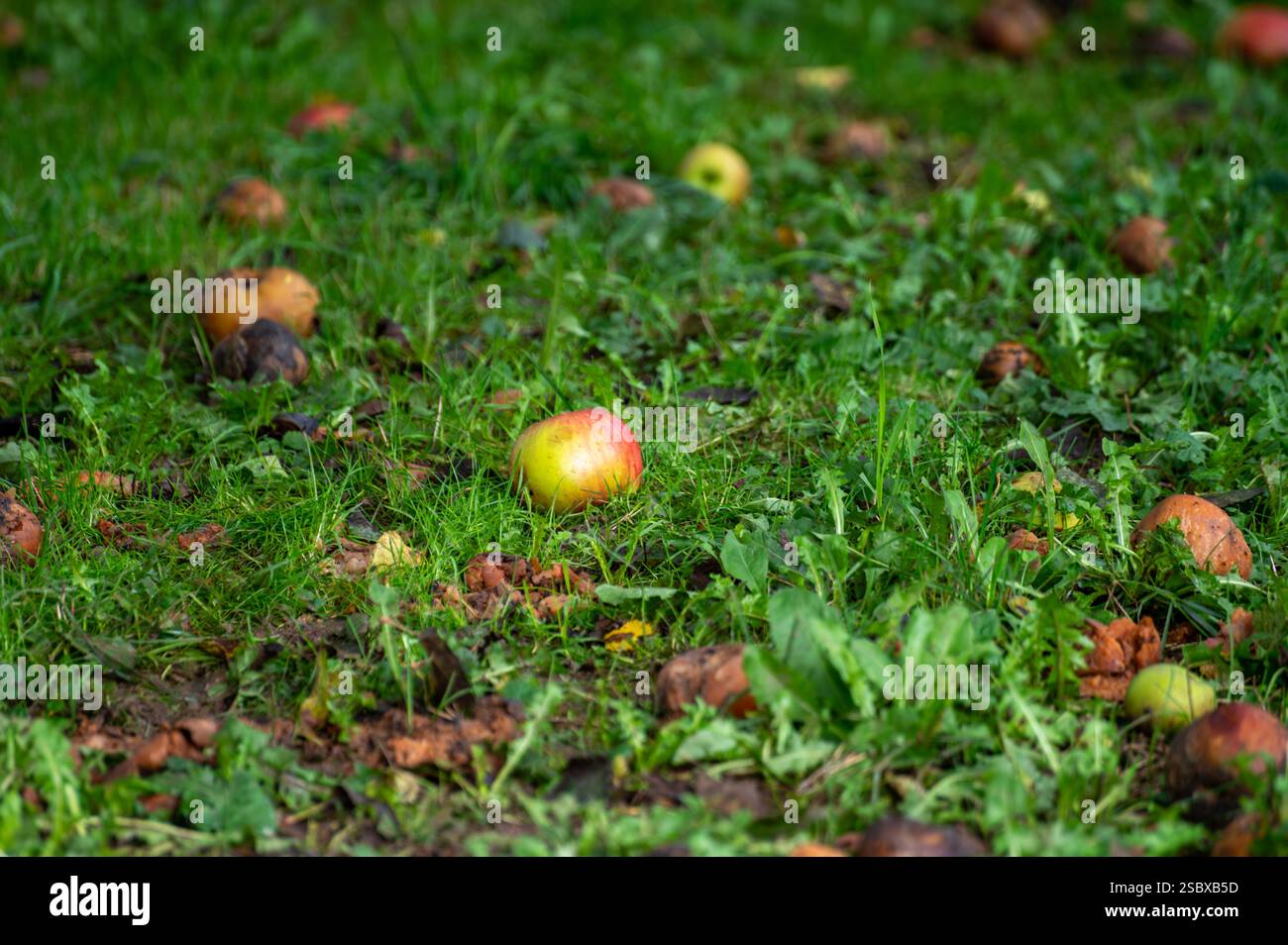 Apples of grass, Harvest in fruit region of Netherlands, Betuwe ...