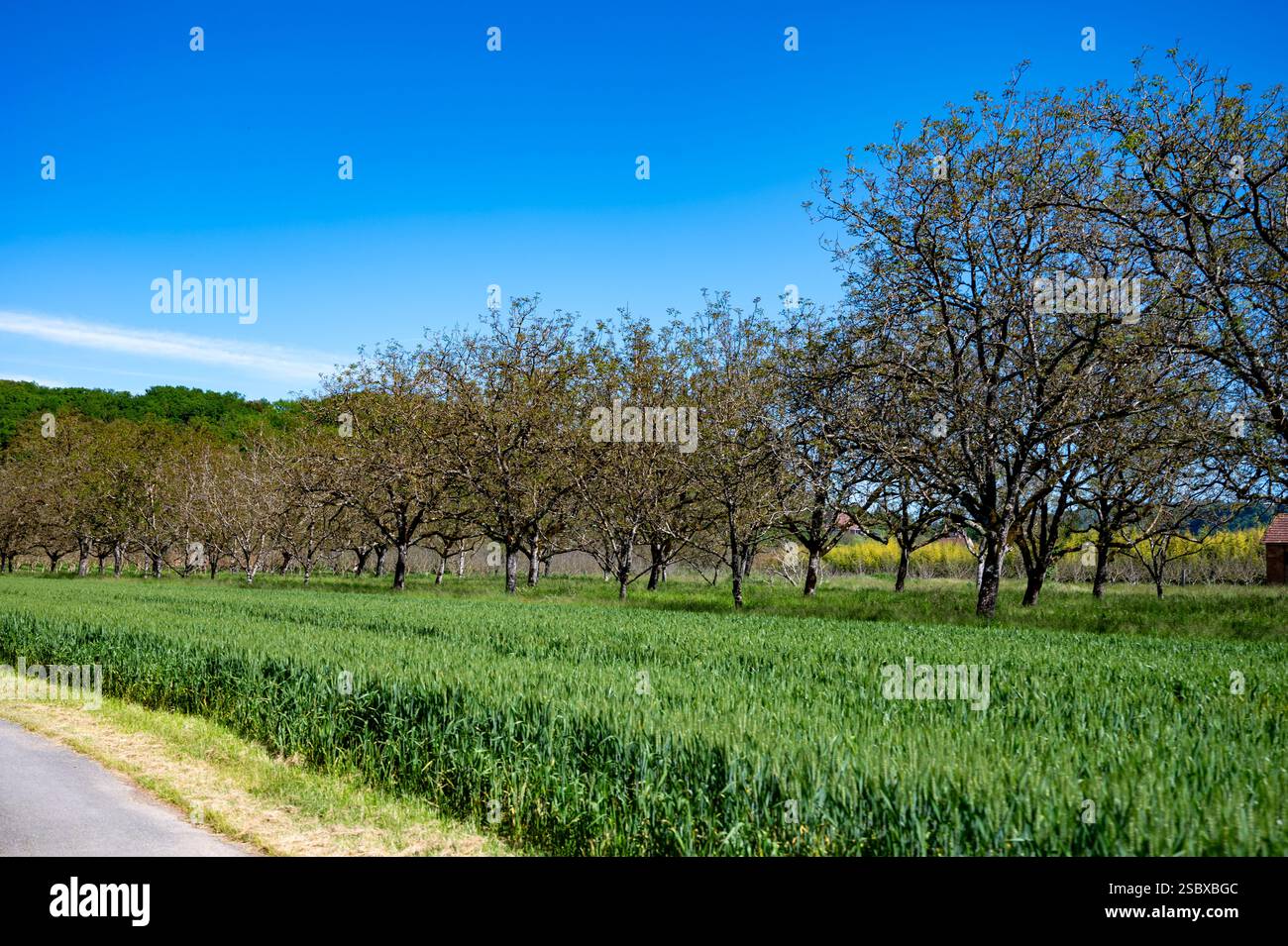 Plantation of high-quality PDO certified walnuts trees in Perigord ...