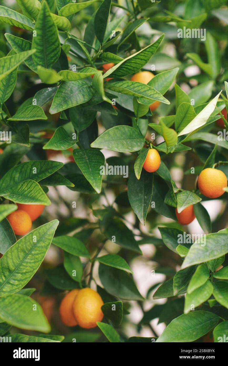Vertical nature background with growing oranges Stock Photo - Alamy