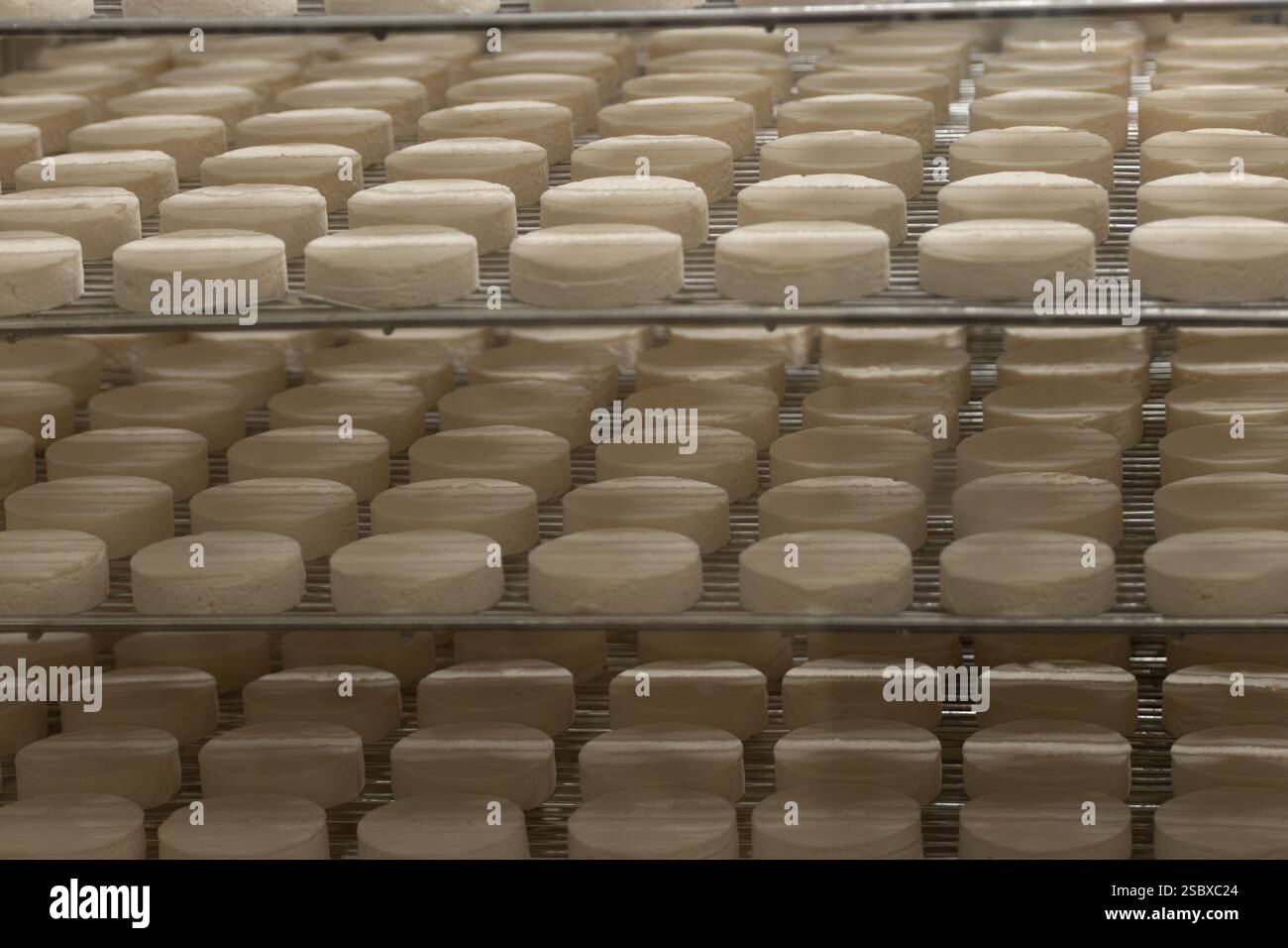Rocamadour soft goat AOC cheese with soft rind on aging process ...