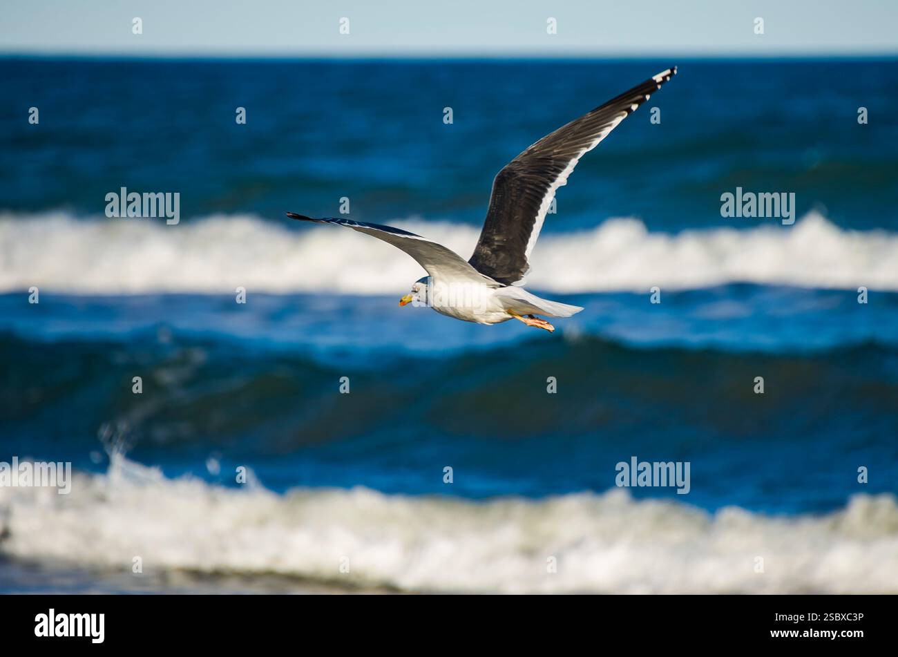 The yellow-footed gull (Larus livens) is a large gull Stock Photo - Alamy