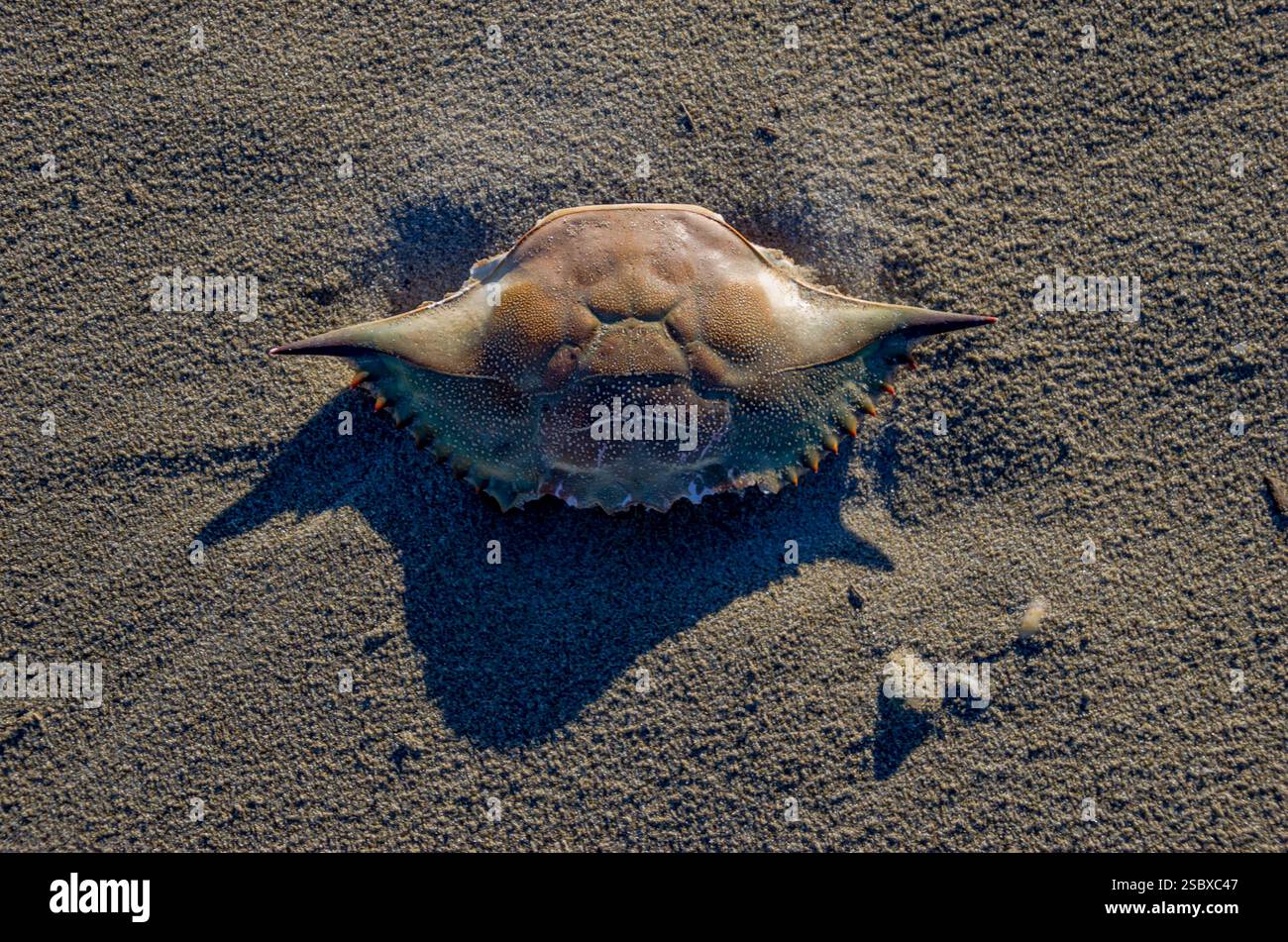 Beautiful shells on the beach hi-res stock photography and images - Alamy