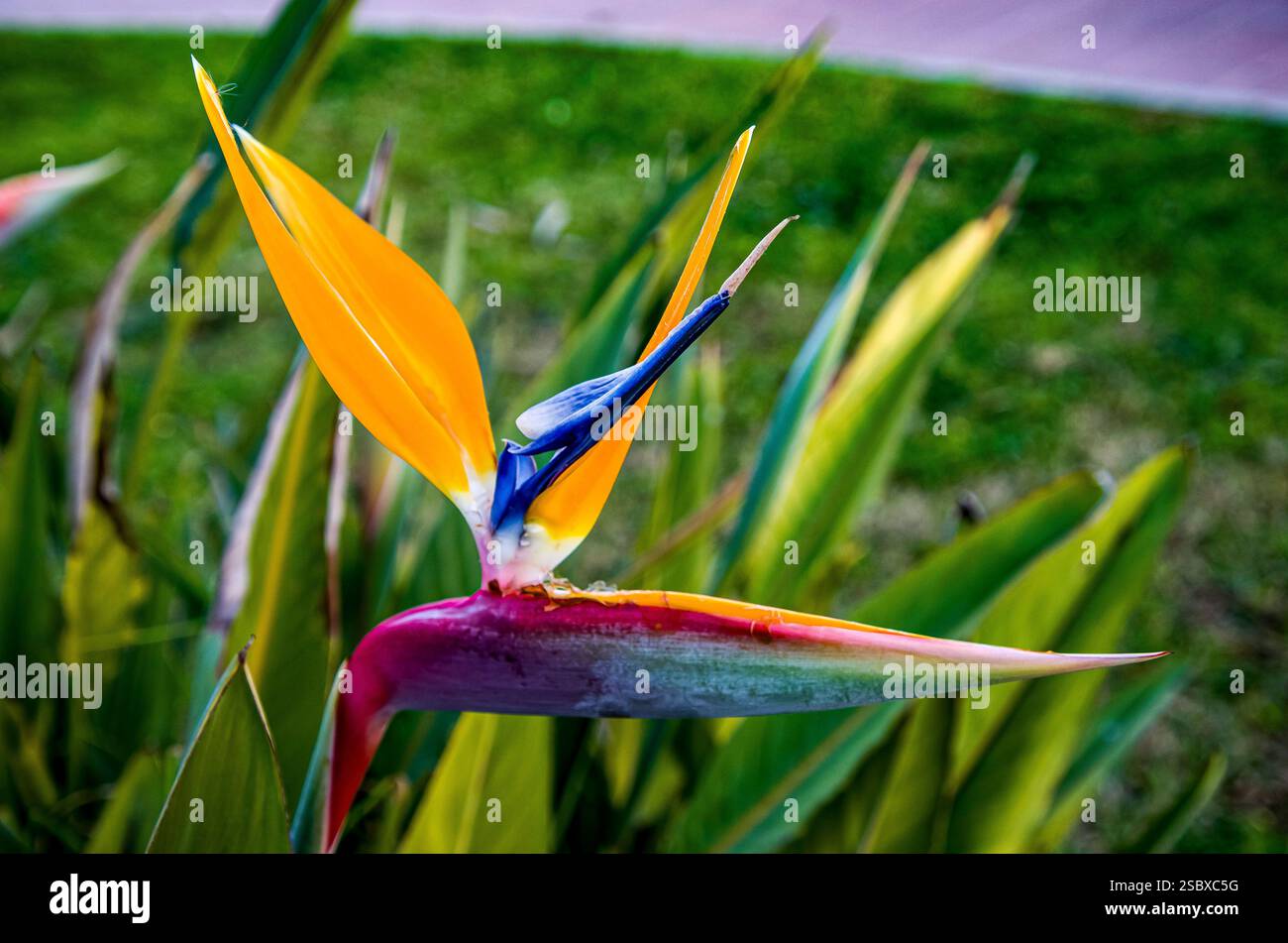 Species in the genus strelitzia hi-res stock photography and images - Alamy