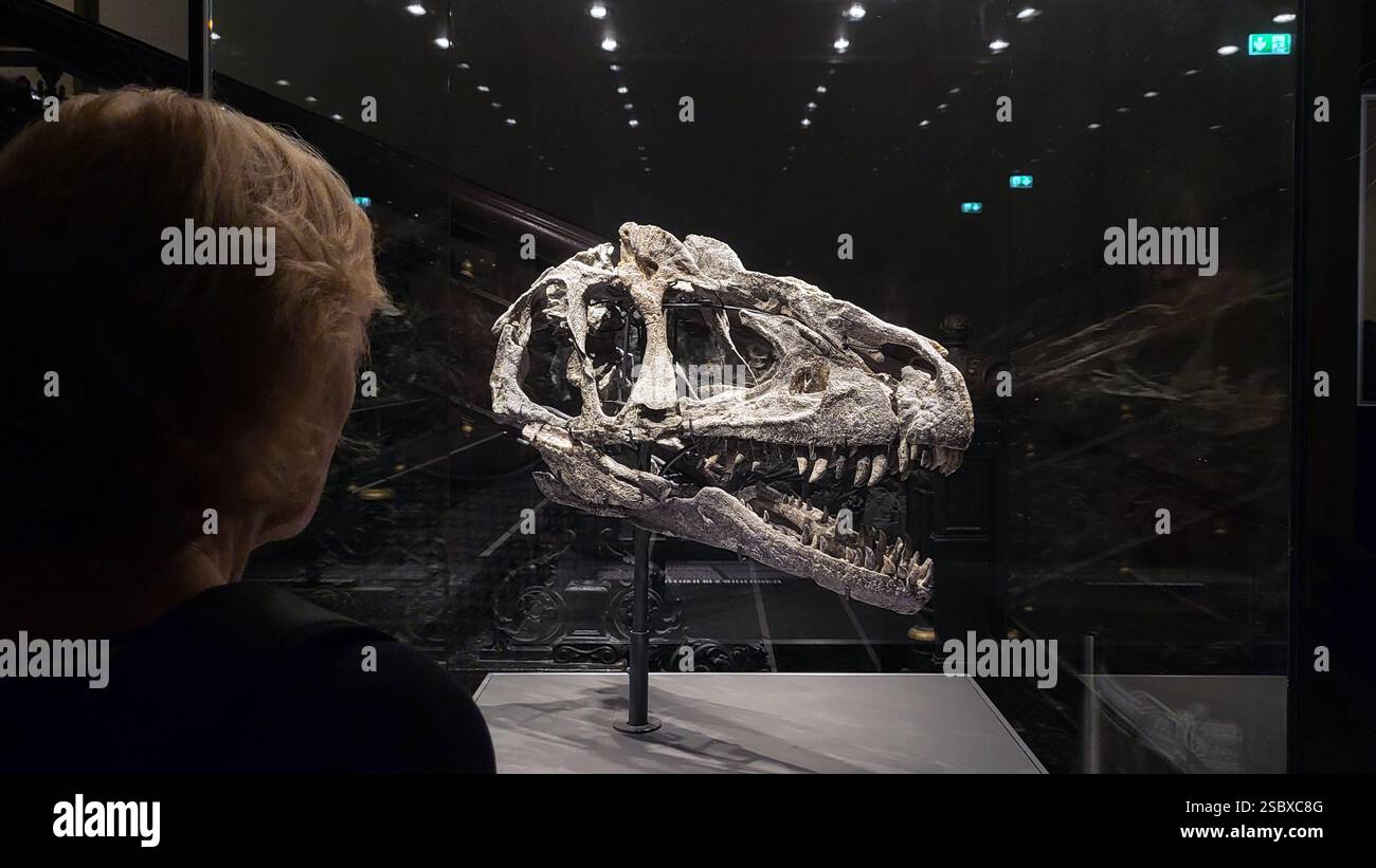 Berlin, Germany - 2023-03-19 - A man looks at an Allosaurus skull head ...